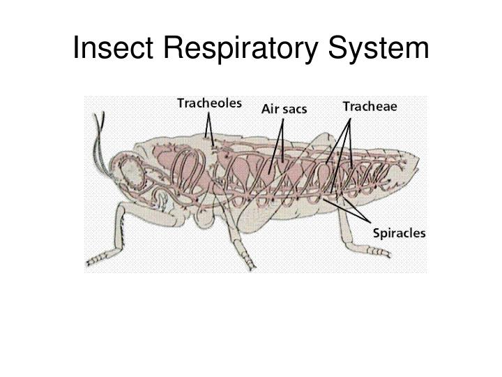 PPT - Insect Design and Structure PowerPoint Presentation - ID:2952645