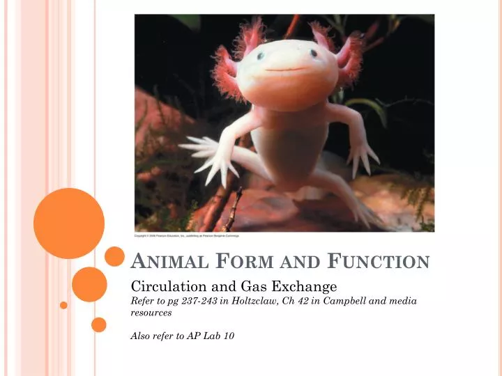 PPT - Animal Form and Function PowerPoint Presentation, free download ...