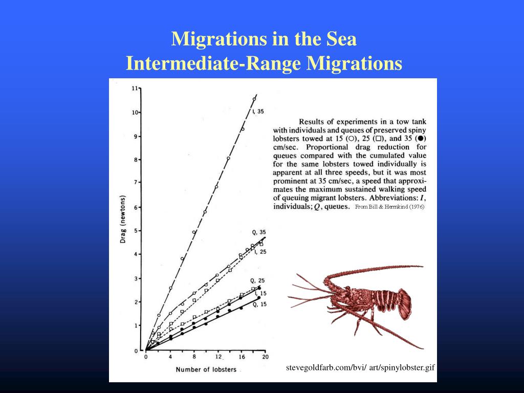 PPT - BIOLOGY 457/657 PHYSIOLOGY OF MARINE & ESTUARINE ANIMALS ...