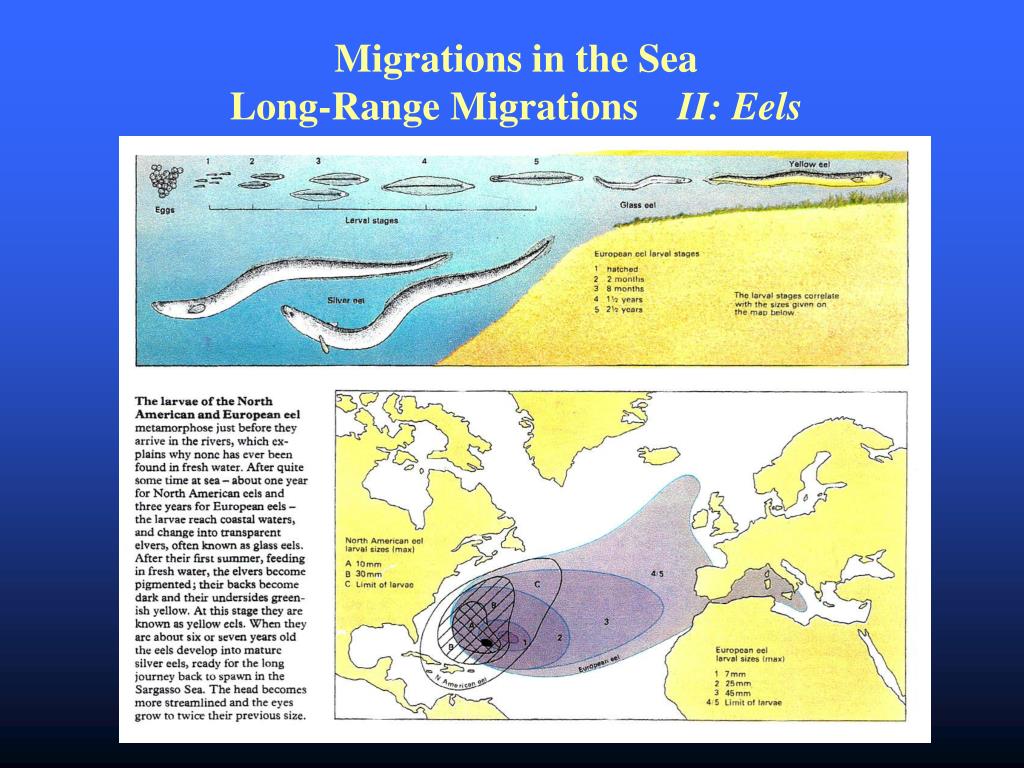 PPT - BIOLOGY 457/657 PHYSIOLOGY OF MARINE & ESTUARINE ANIMALS ...