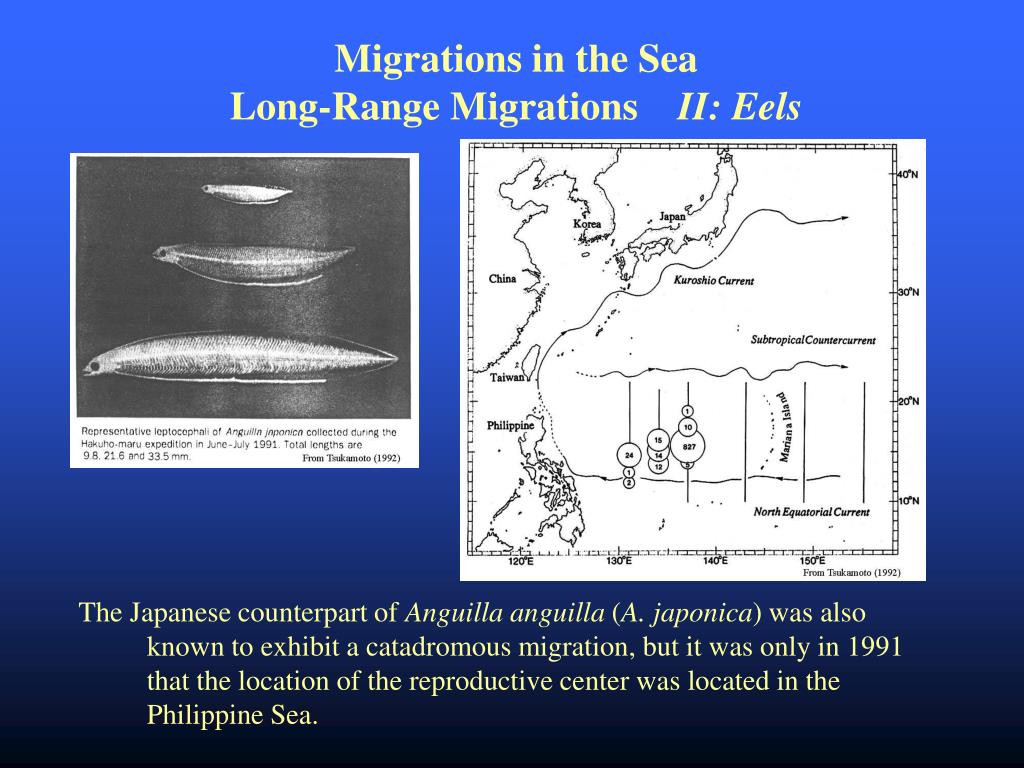 PPT - BIOLOGY 457/657 PHYSIOLOGY OF MARINE & ESTUARINE ANIMALS ...