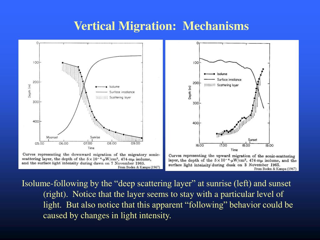 PPT - BIOLOGY 457/657 PHYSIOLOGY OF MARINE & ESTUARINE ANIMALS ...