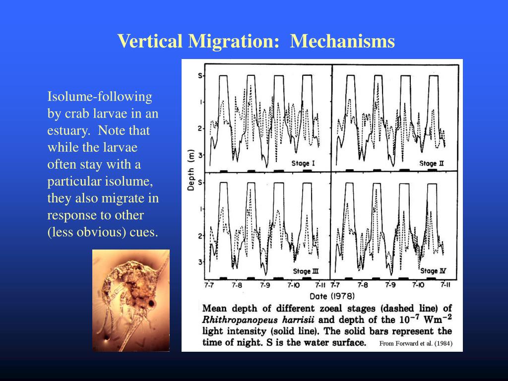 PPT - BIOLOGY 457/657 PHYSIOLOGY OF MARINE & ESTUARINE ANIMALS ...