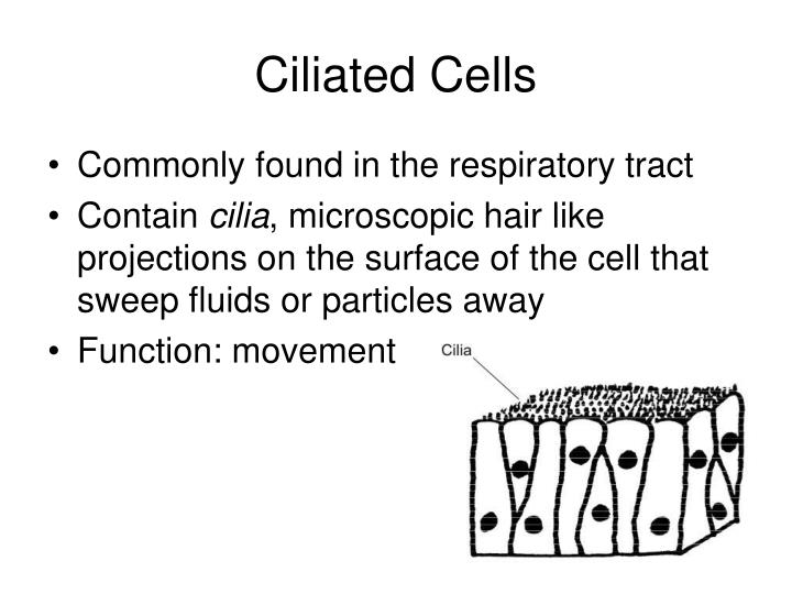 PPT - Cell Types & Tissues PowerPoint Presentation - ID:2953205
