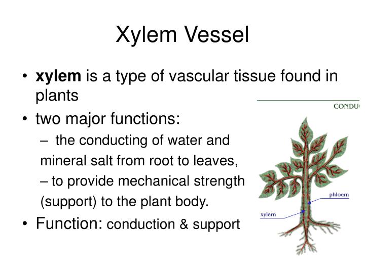 PPT - Cell Types & Tissues PowerPoint Presentation - ID:2953205
