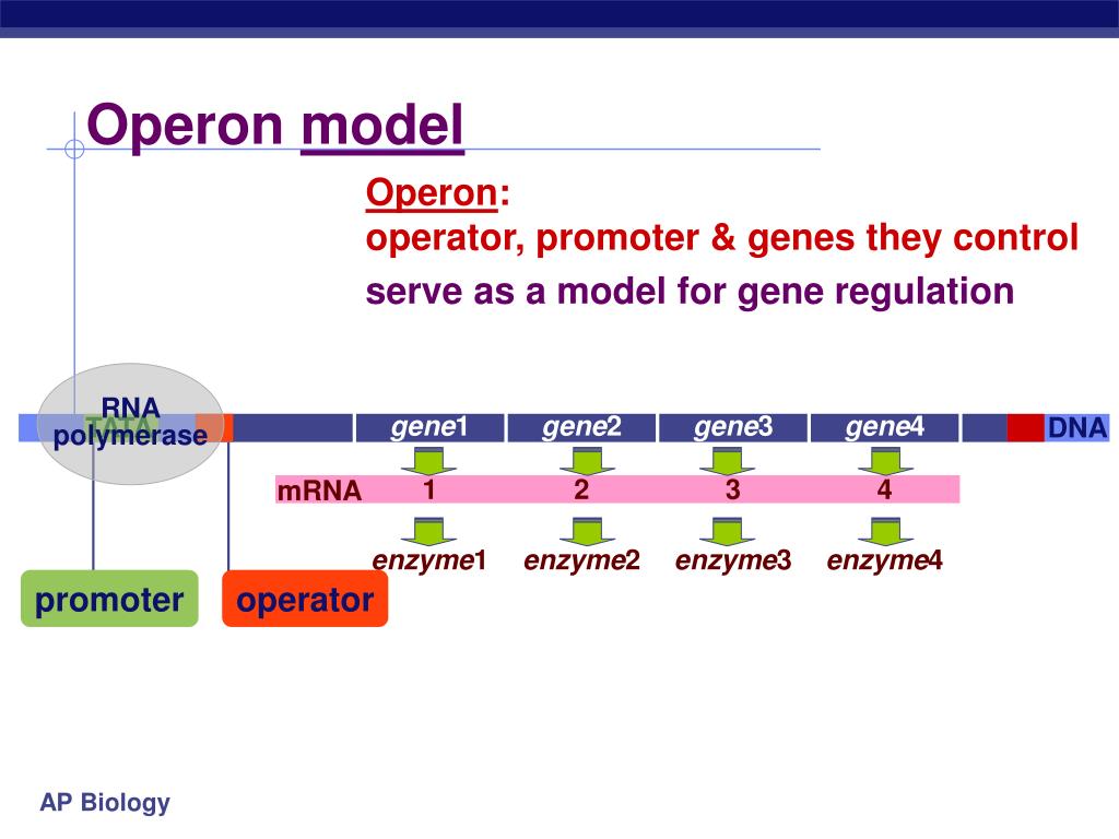 PPT - GENE REGULATION s lide shows by Kim Foglia modified Slides with ...