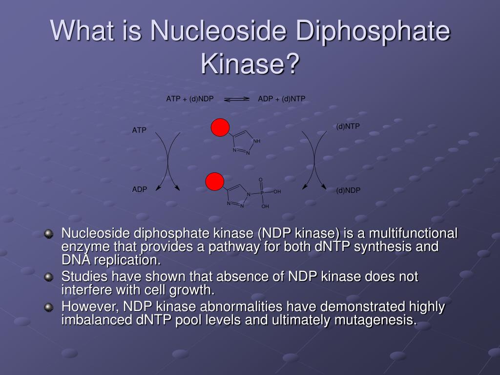 PPT - Investigation of the Premutagenic Lesion 8-oxo dGTP and its ...