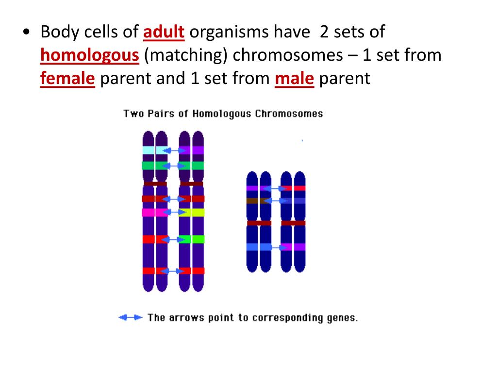 PPT - Cell Division (Continued) – Meiosis Chromosomes are DNA ...