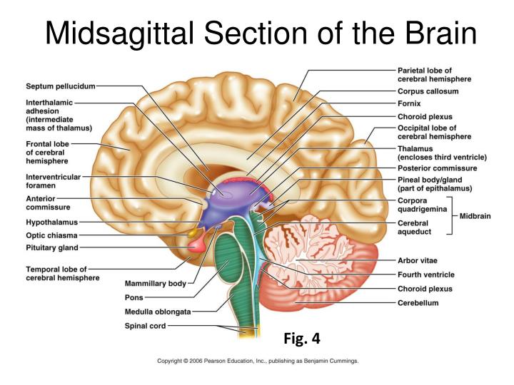 PPT - Gross Anatomy of the Brain and Cranial Nerves PowerPoint ...