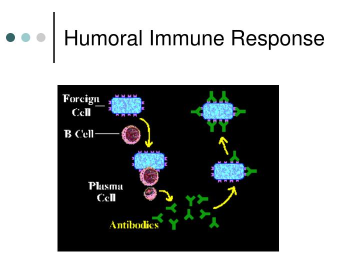 PPT - Unit 1 Nature of the Immune Response Part 5 Humoral Immune ...