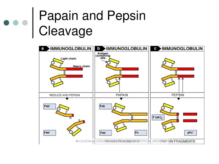 PPT - Unit 1 Nature of the Immune Response Part 5 Humoral Immune ...