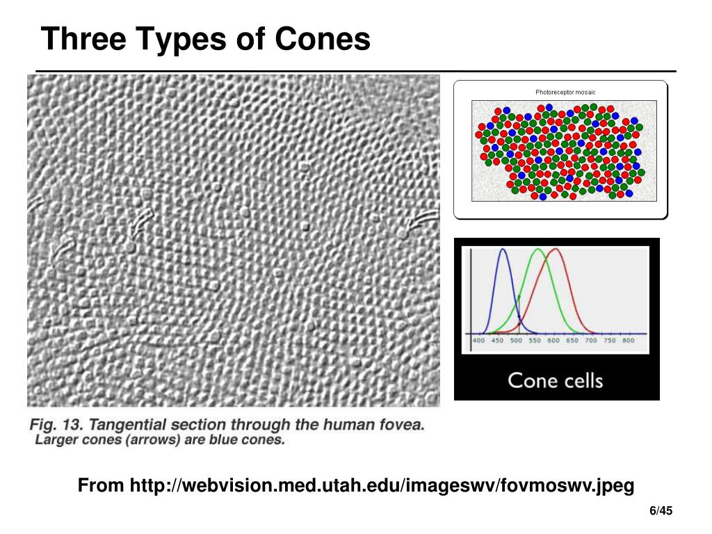 Ppt Cs148 Introduction To Computer Graphics And Imaging Scanline Rendering Powerpoint