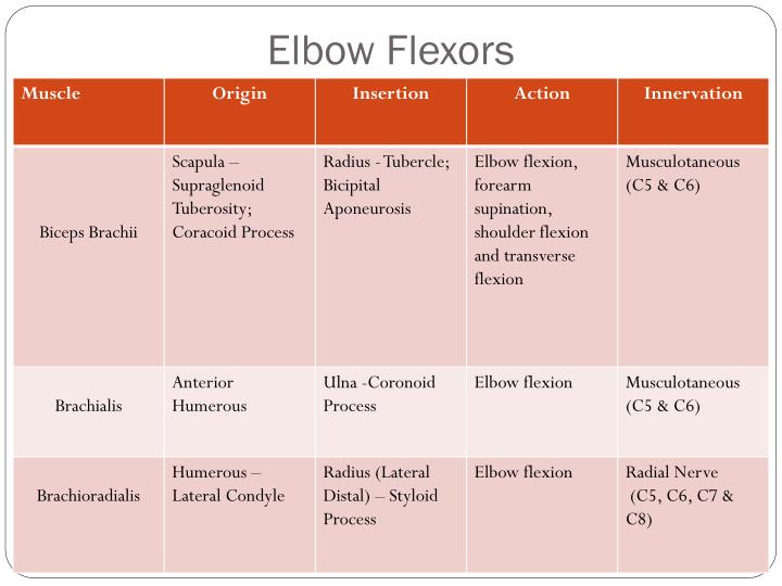 PPT - The Elbow PowerPoint Presentation - ID:2954998