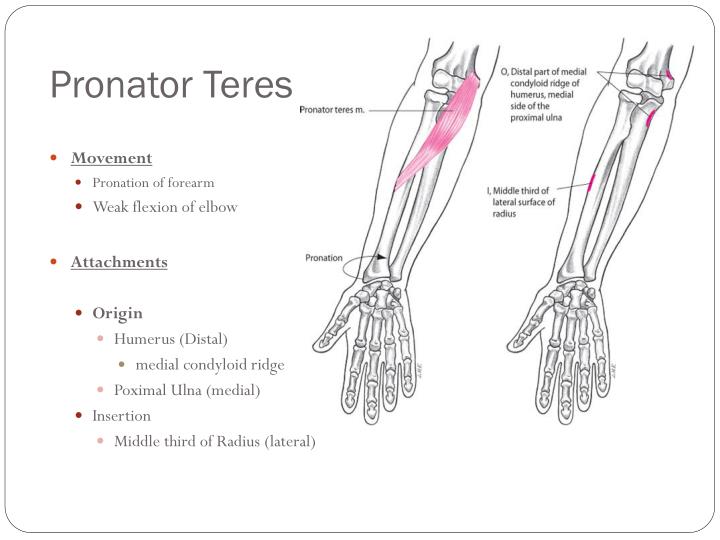 PPT - The Elbow PowerPoint Presentation - ID:2954998