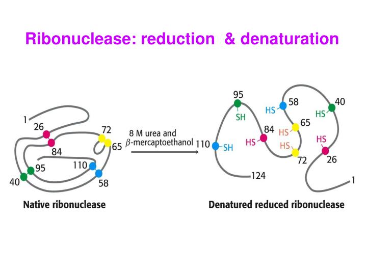PPT - AMINO ACIDS STRUCTURAL UNITS OF PROTEINS PowerPoint Presentation ...
