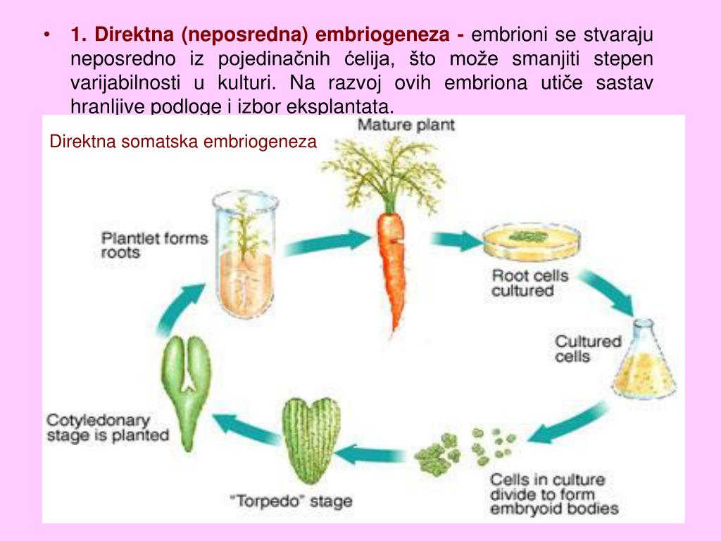 PPT - KULTURA BILJNIH ĆELIJA I TKIVA IN VITRO PowerPoint Presentation ...