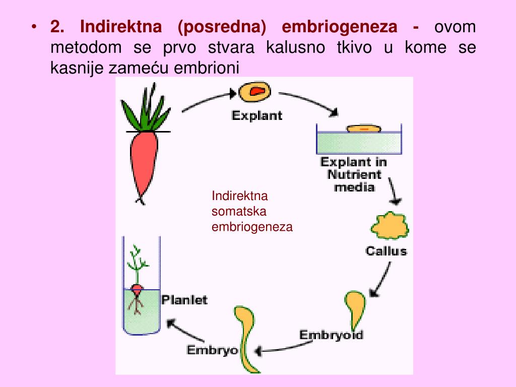 PPT - KULTURA BILJNIH ĆELIJA I TKIVA IN VITRO PowerPoint Presentation ...