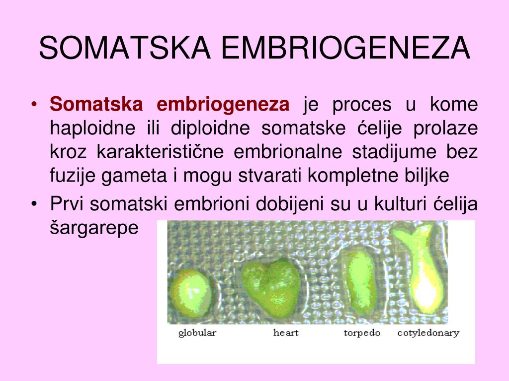 PPT - KULTURA BILJNIH ĆELIJA I TKIVA IN VITRO PowerPoint Presentation ...