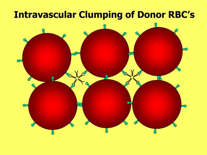 PPT - Compatibility Testing for Blood Transfusion PowerPoint ...