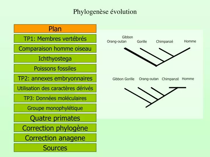 PPT - Phylogenèse évolution PowerPoint Presentation, free download - ID ...