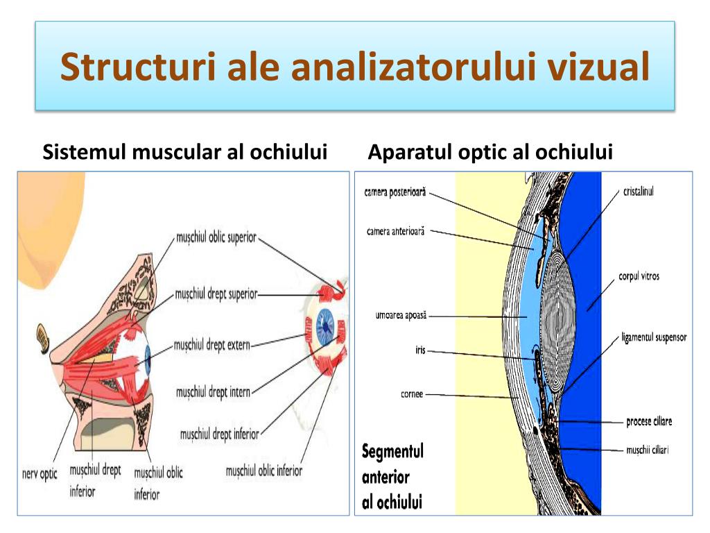 PPT - COLEGIUL POLITENNIC DIN MUN.CHIŞINĂU PowerPoint Presentation ...