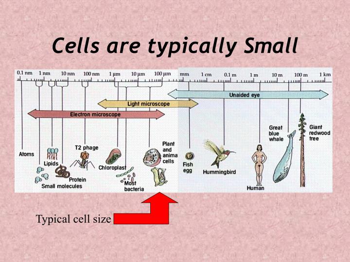 PPT - Cells & Organelles PowerPoint Presentation - ID:2955935