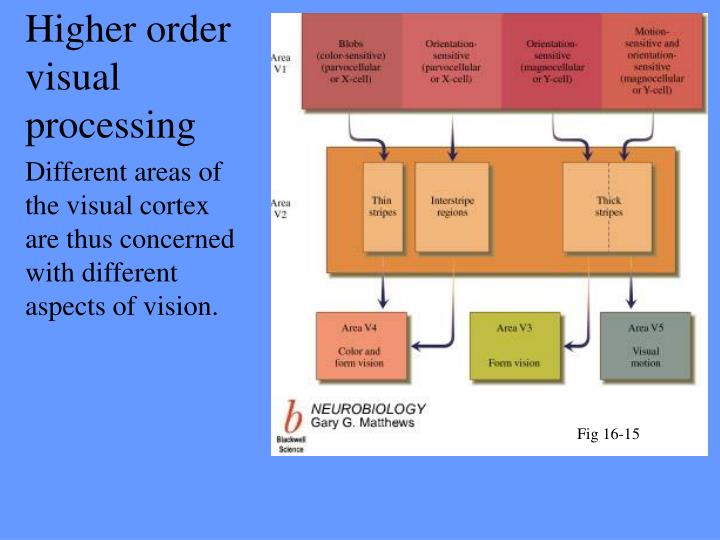 PPT - Color vision PowerPoint Presentation - ID:2956231