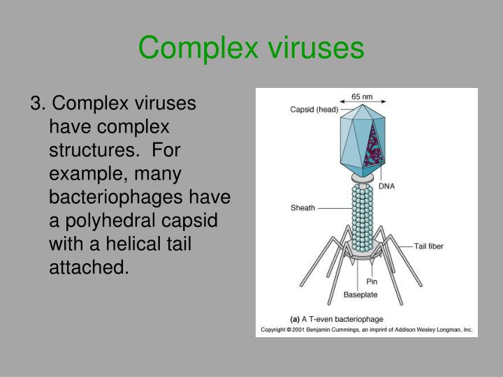 PPT - Viruses PowerPoint Presentation - ID:2956846