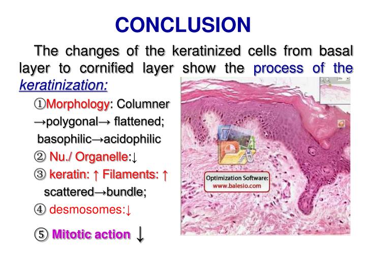 PPT - Chapter 11 skin PowerPoint Presentation - ID:2957184