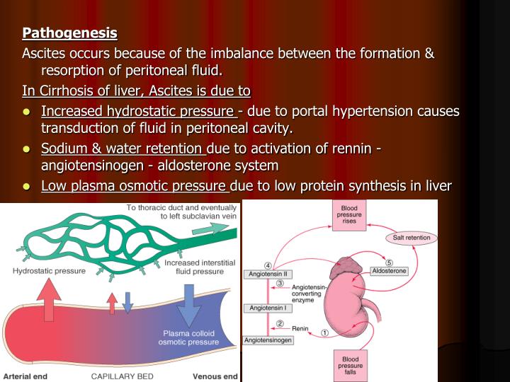 PPT - ASCITES Abnormal accumulation of fluid in the peritoneal cavity ...
