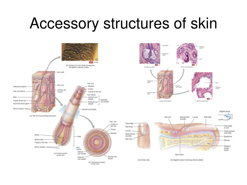 PPT - The integumentary system PowerPoint Presentation, free download ...