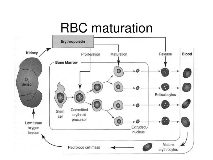 PPT - Pediatric Hematology PowerPoint Presentation - ID:2957343