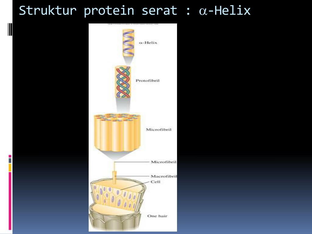 PPT - METABOLISME PROTEIN DAN ASAM AMINO PowerPoint Presentation, free ...