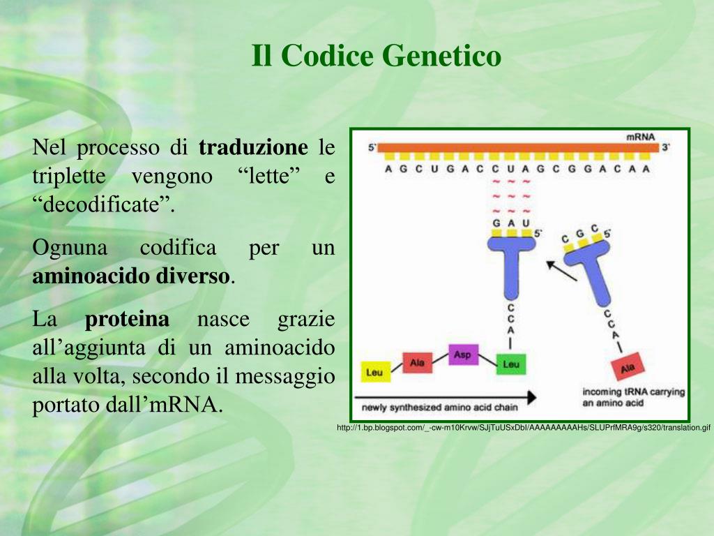 PPT - I primi passi verso la biologia molecolare… …per ragazzi ...