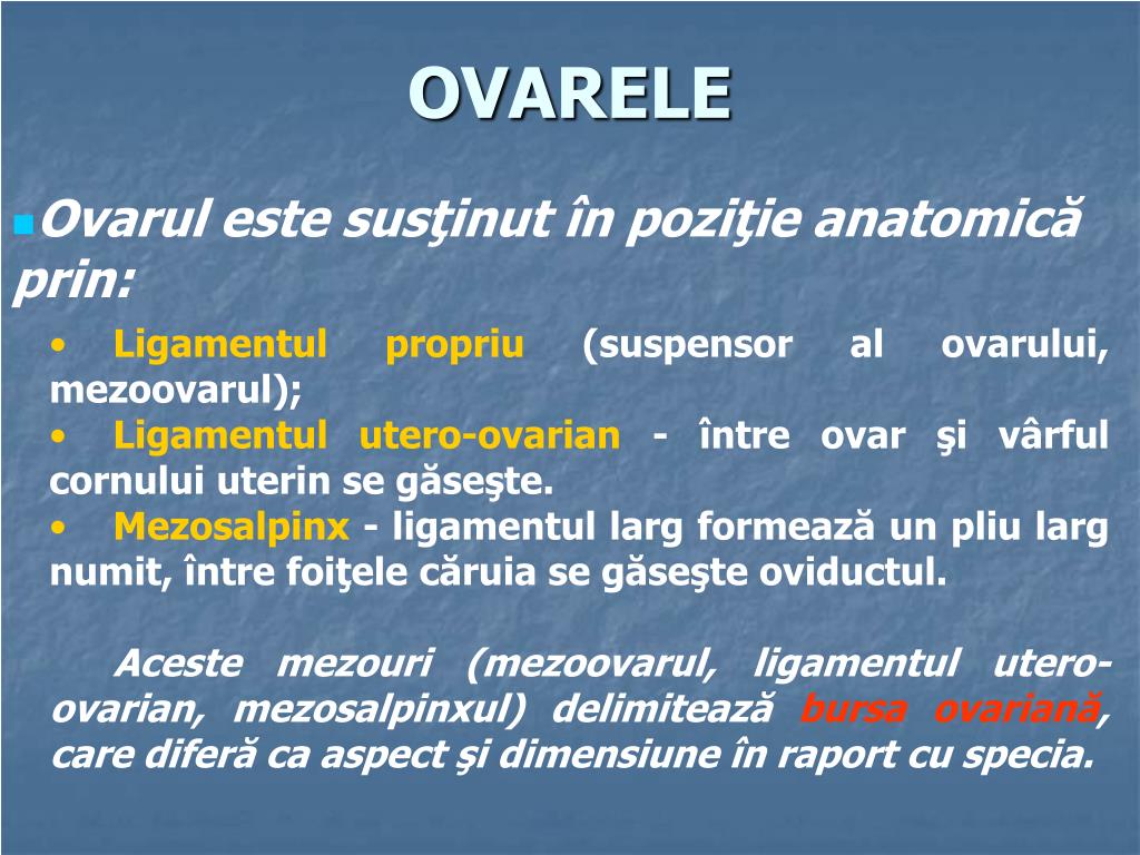 PPT - Morfologia aparatului genital femel PowerPoint Presentation, free ...