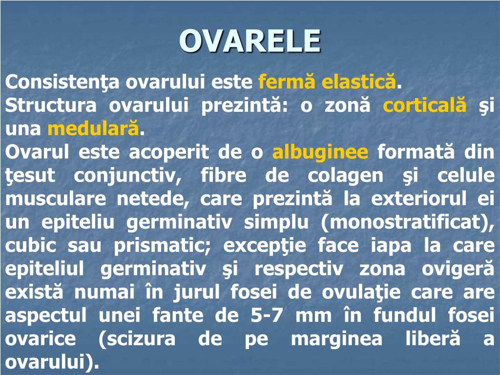 PPT - Morfologia aparatului genital femel PowerPoint Presentation, free ...