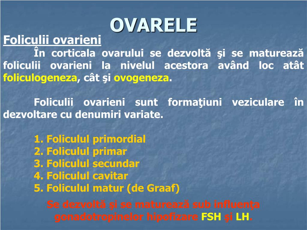 PPT - Morfologia aparatului genital femel PowerPoint Presentation, free ...