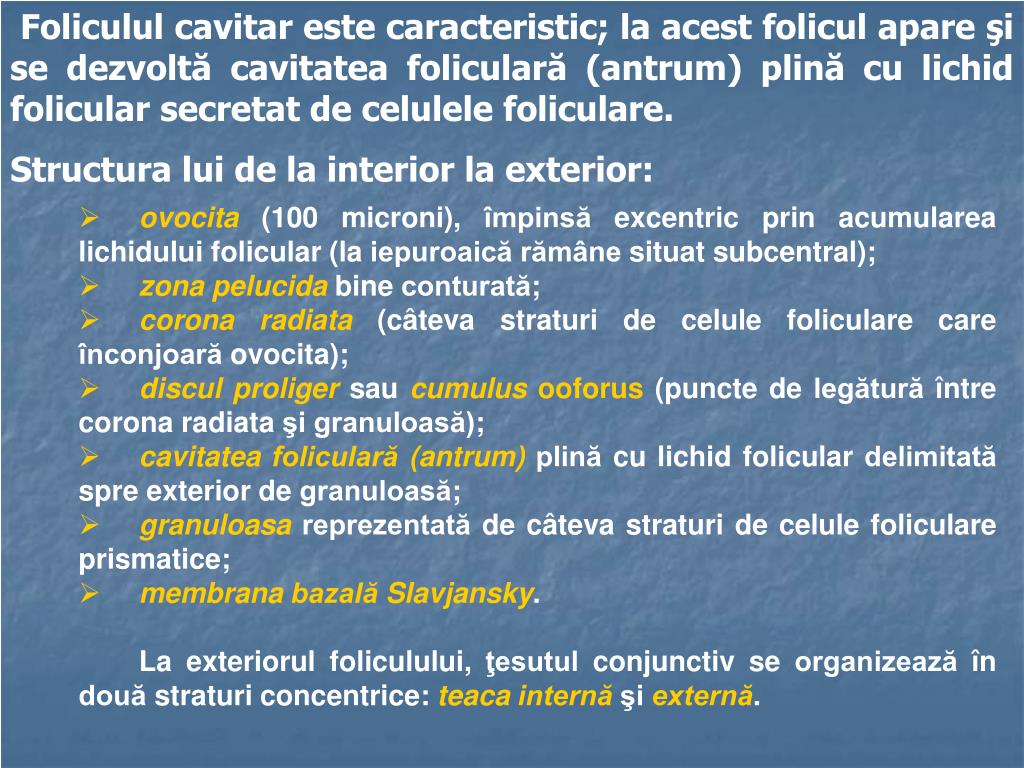 PPT - Morfologia aparatului genital femel PowerPoint Presentation, free ...