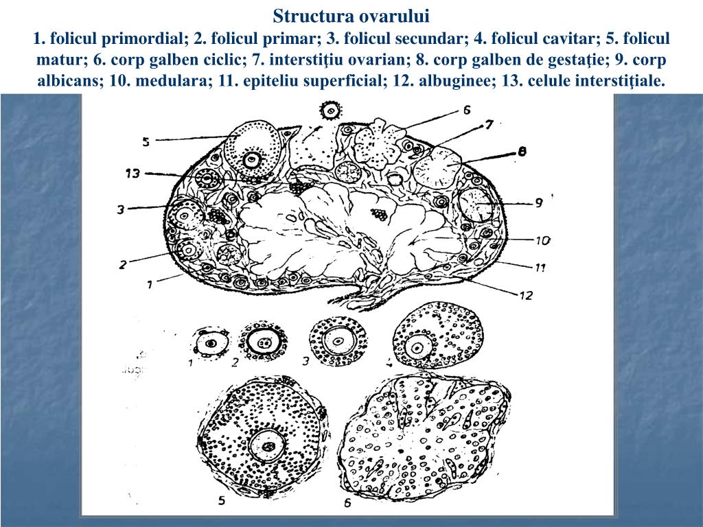 PPT - Morfologia aparatului genital femel PowerPoint Presentation, free ...