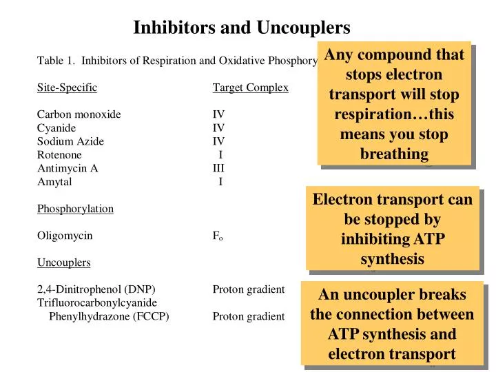 PPT - Inhibitors and Uncouplers PowerPoint Presentation, free download ...