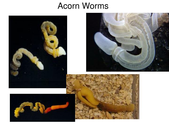 PPT - Phylum Hemichordata PowerPoint Presentation - ID:2959624