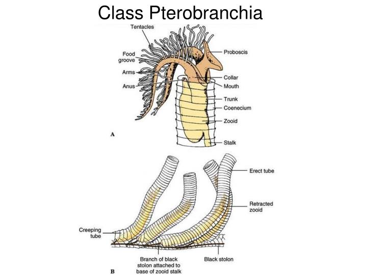 PPT - Phylum Hemichordata PowerPoint Presentation - ID:2959624