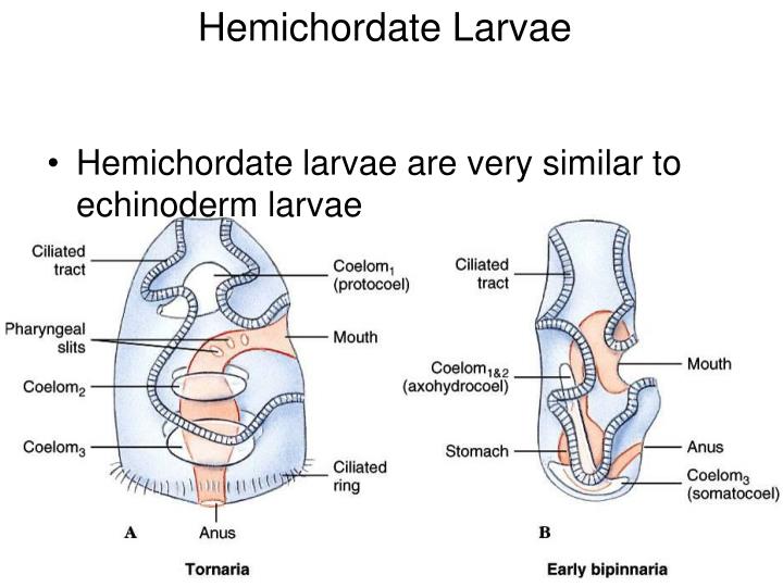 PPT - Phylum Hemichordata PowerPoint Presentation - ID:2959624