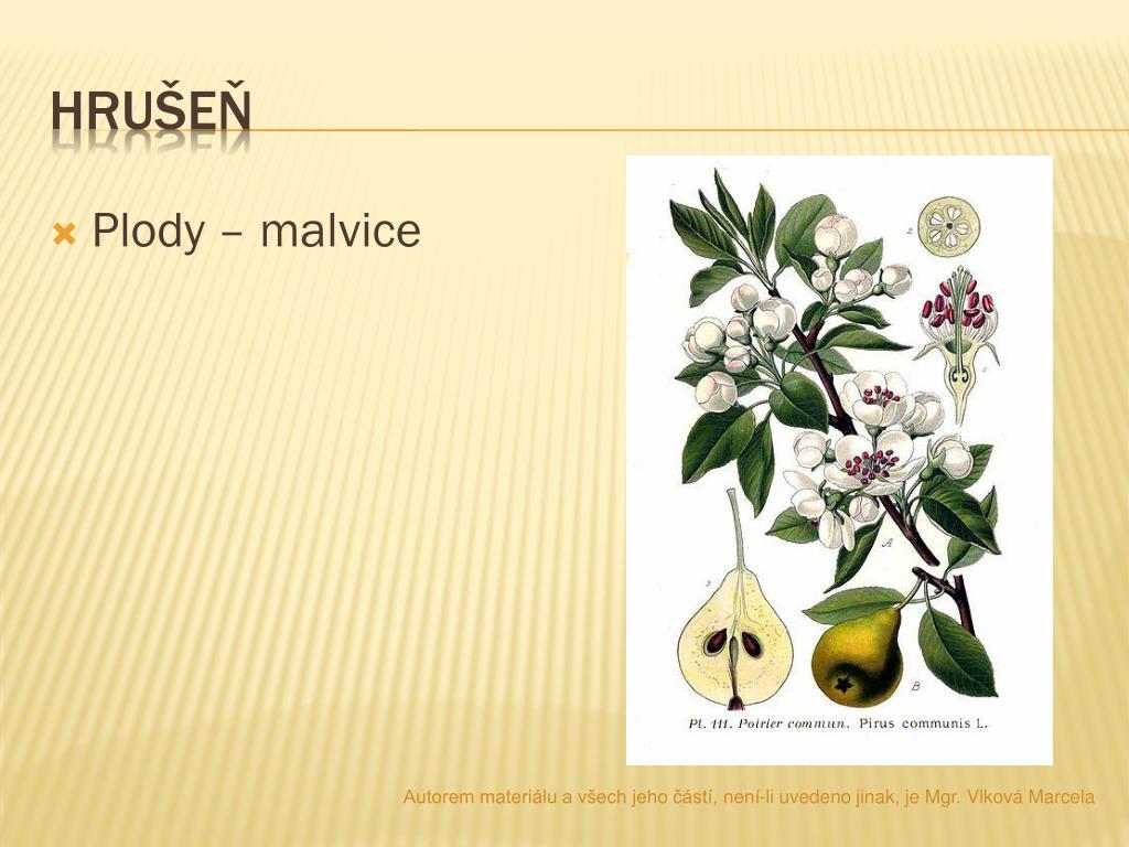 PPT - Ovocné stromy Prvouka, 2. ročník VY_32_INOVACE_437, 22. sada ...
