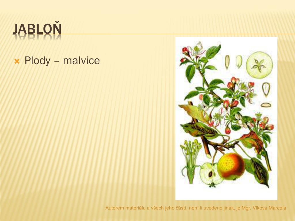 PPT - Ovocné stromy Prvouka, 2. ročník VY_32_INOVACE_437, 22. sada ...