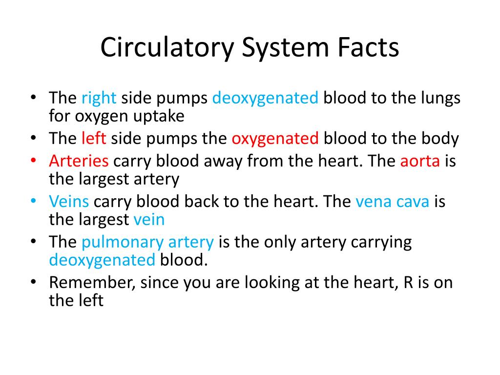 Circulatory System Fun Facts Circulatory System Fun Facts