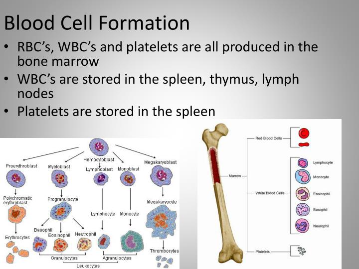 PPT - Blood Function PowerPoint Presentation - ID:2960720