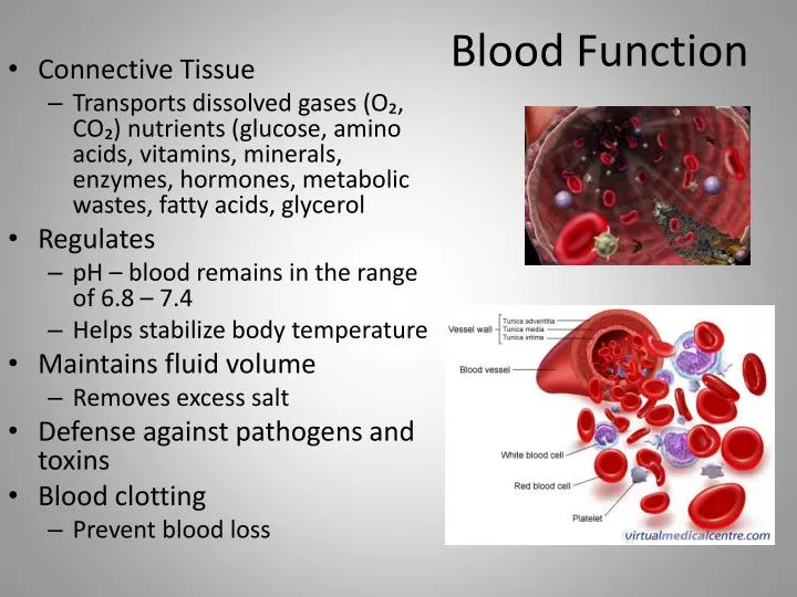 PPT - Blood Function PowerPoint Presentation, free download - ID:2960720 PPT - Blood Function PowerPoint Presentation, free download - ID:2960720