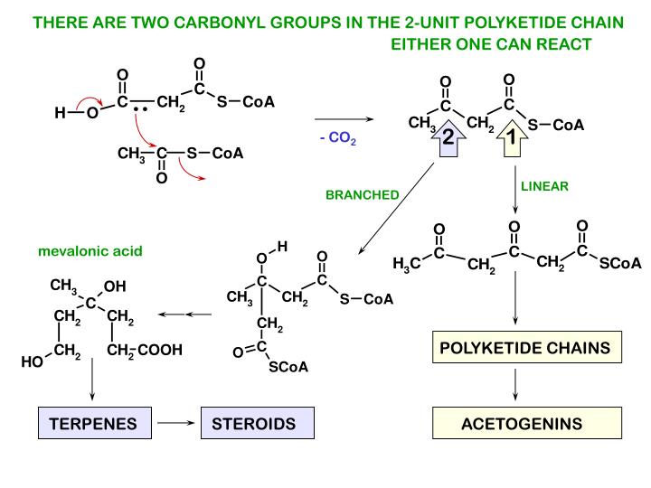 PPT - MEVALONIC ACID PATHWAY PowerPoint Presentation - ID:2960790