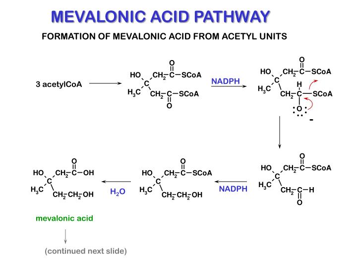 PPT - MEVALONIC ACID PATHWAY PowerPoint Presentation - ID:2960790